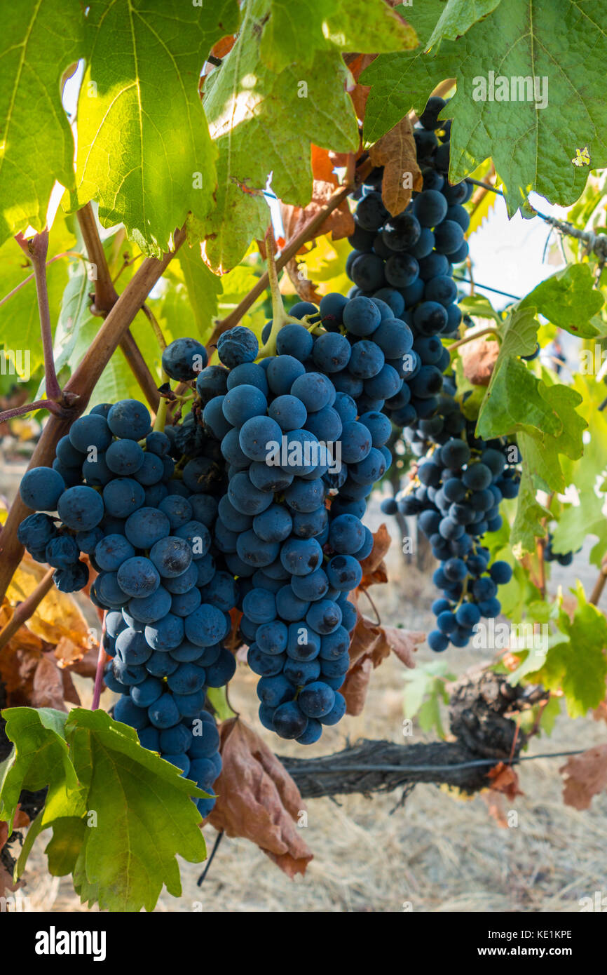 Grapes on a vineyard in the Douro region of Portugal Stock Photo - Alamy