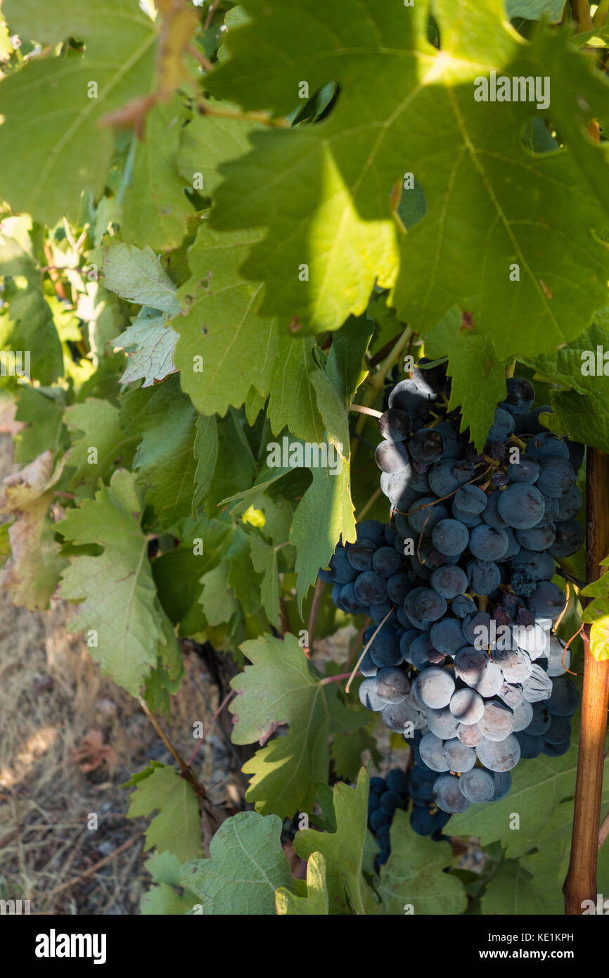 Grapes on a vineyard in the Douro region of Portugal Stock Photo - Alamy