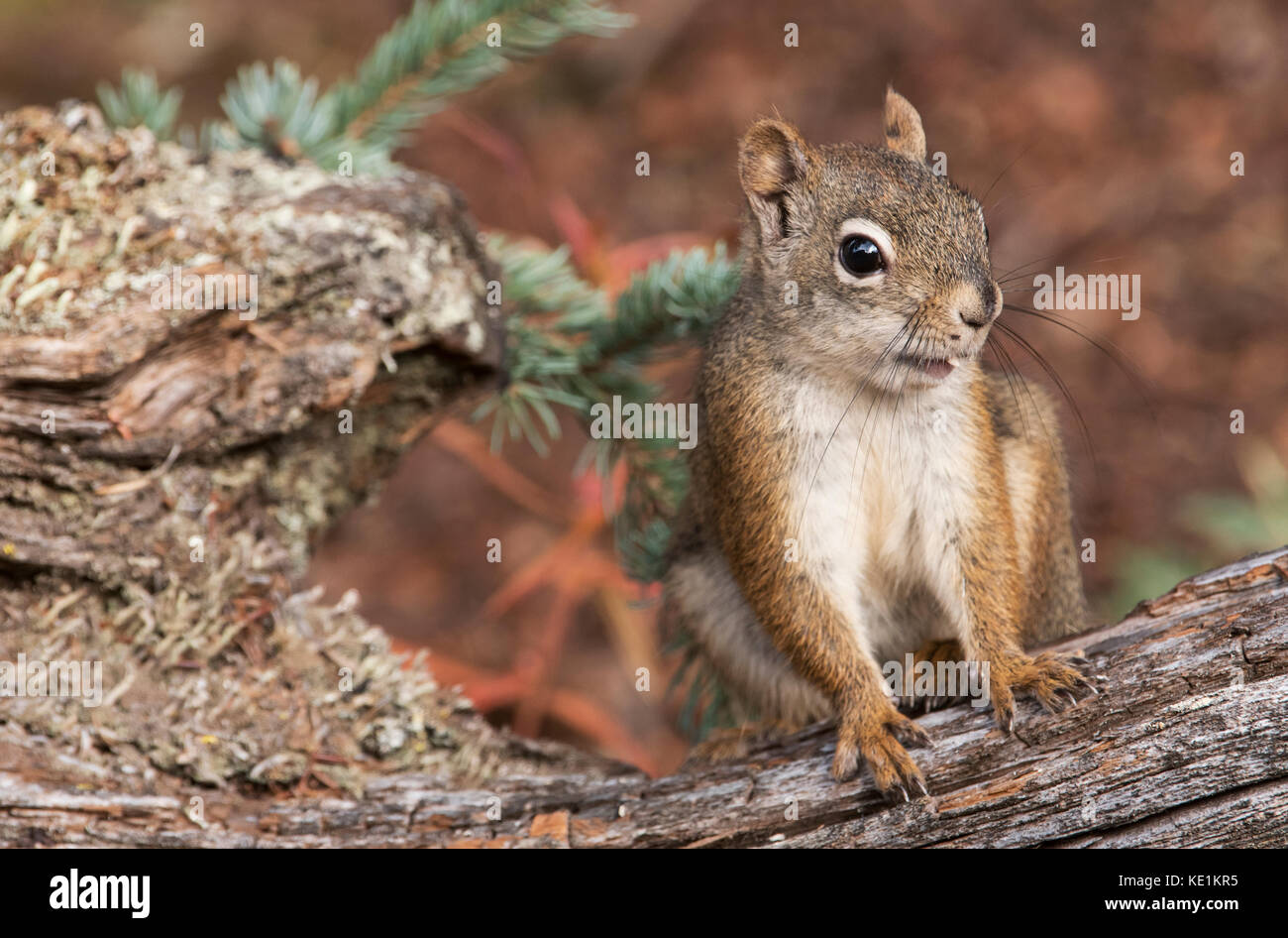 American Red Tree Squirrel, Alaska Range Mountains, Alaska Stock Photo ...