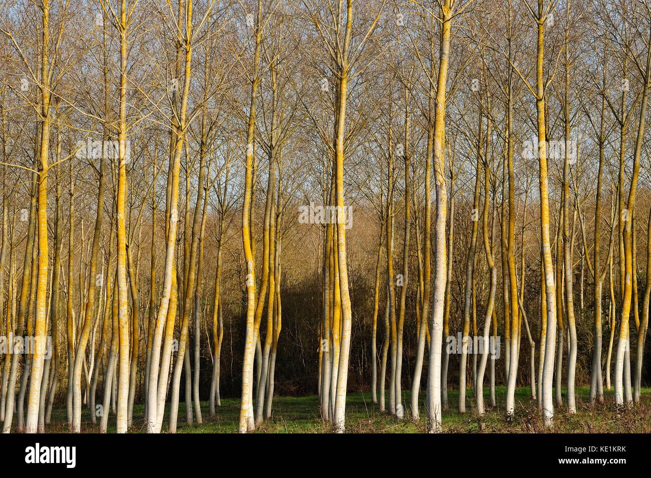 poplar, populus spp., forest in winter, Lot-et-Garonne Department ...