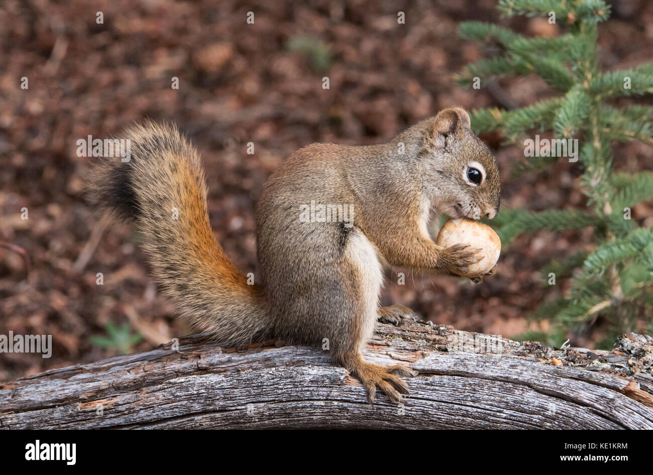 American Red Tree Squirrel, Alaska Range Mountains, Alaska Stock Photo ...