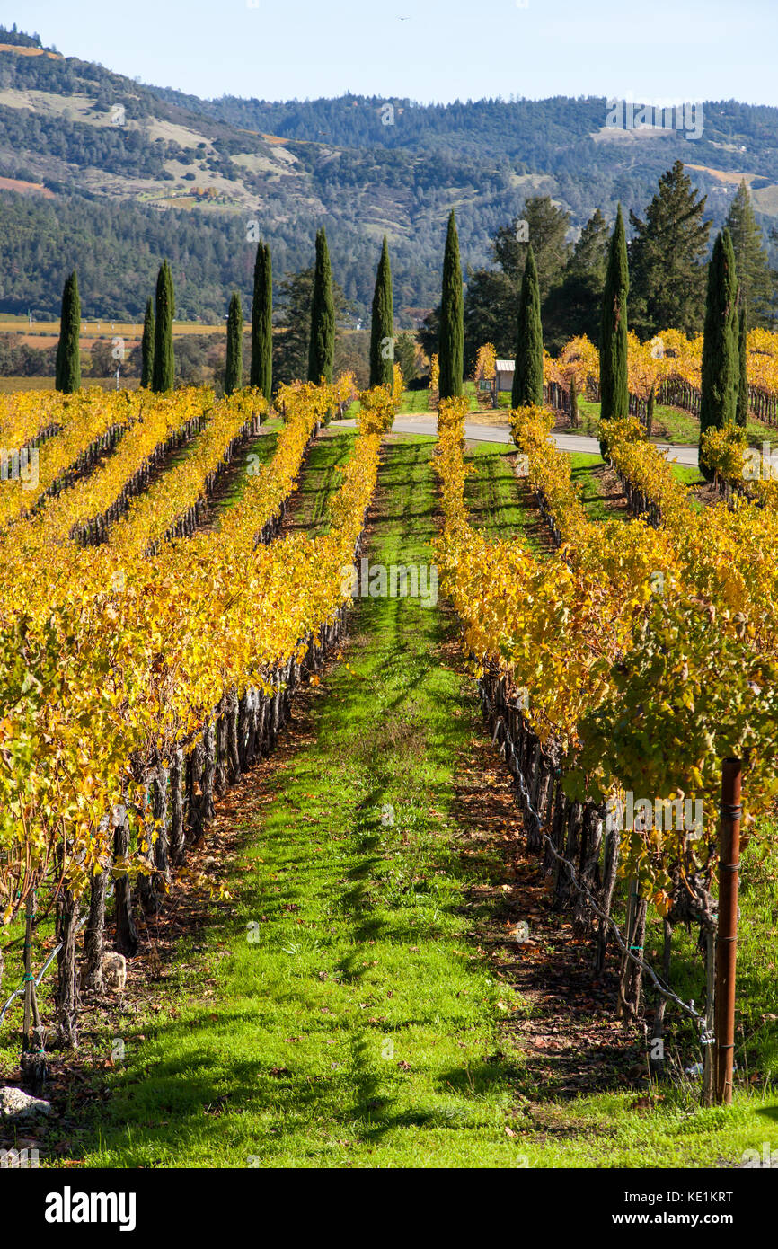 A fall landscape of rows of golden grape leaves leading into trees and ...