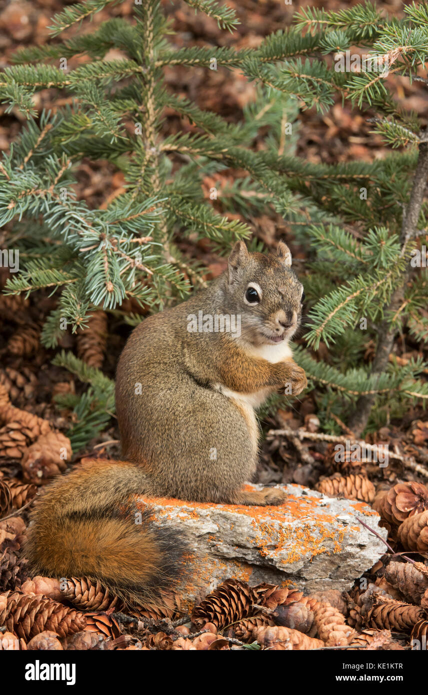 American Red Squirrel Range