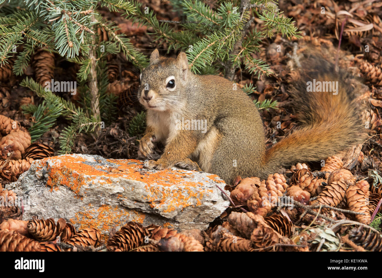 American Red Tree Squirrel, Alaska Range Mountains, Alaska Stock Photo ...