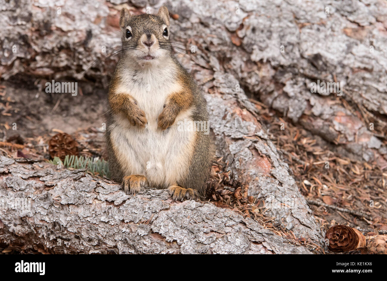 American Red Tree Squirrel, Alaska Range Mountains, Alaska Stock Photo ...