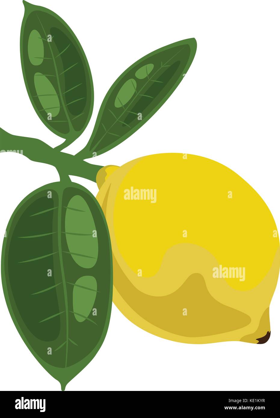 Lemon tree leaves Stock Vector Images - Alamy