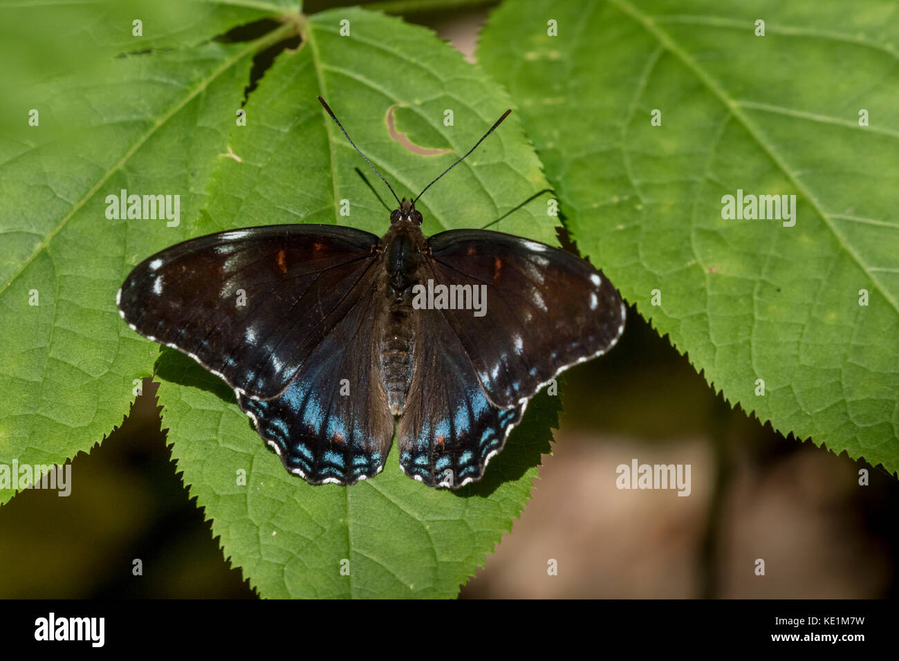 White butterfly subspecies hi-res stock photography and images - Alamy