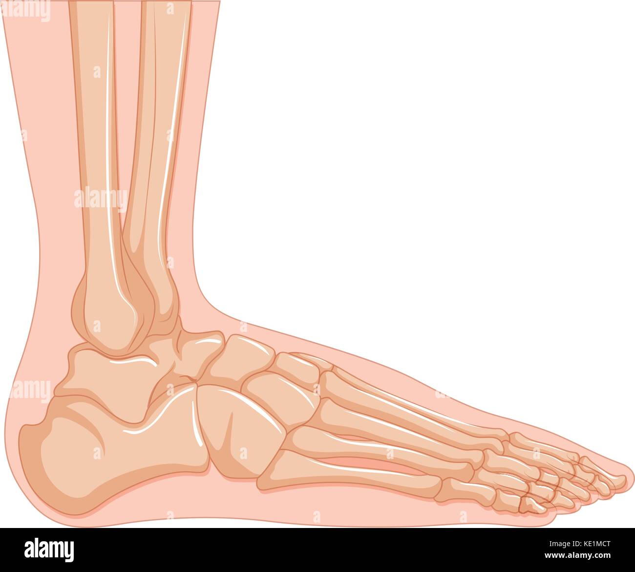 Inside of human foot bone illustration Stock Vector Image & Art - Alamy