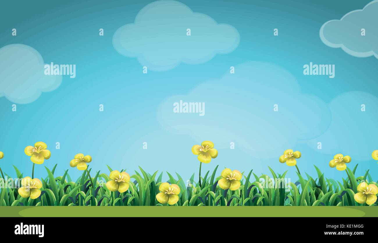 Scene with yellow flowers in the field illustration Stock Vector Image ...