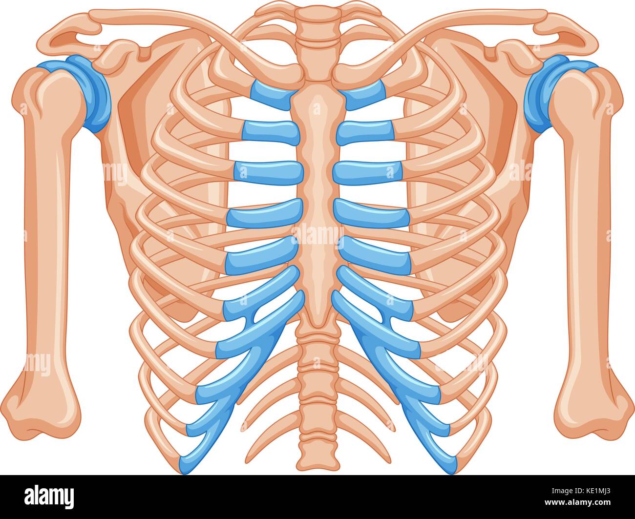 Shoulder bone on white background illustration Stock Vector Image & Art ...