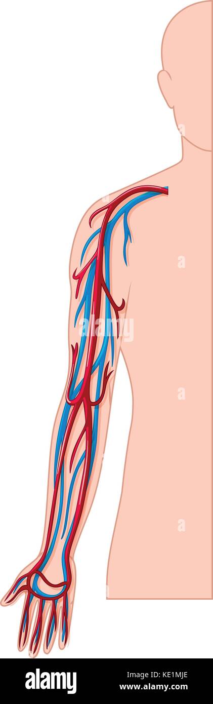Blood Vessels Arm High Resolution Stock Photography and Images - Alamy