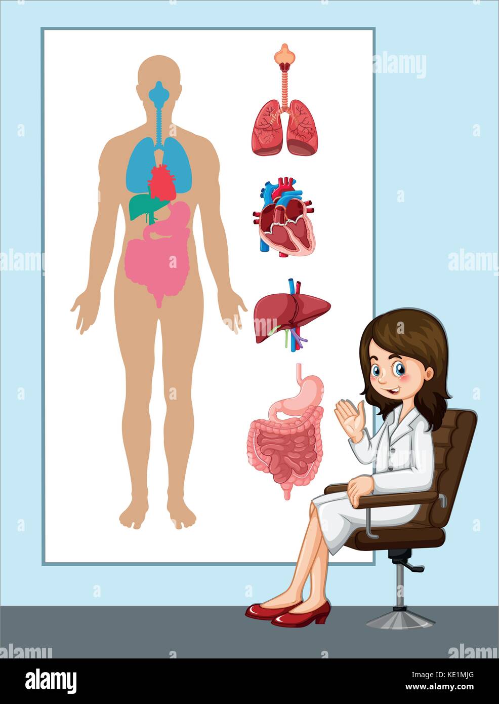 Doctor and anatomy chart illustration Stock Vector Image & Art - Alamy