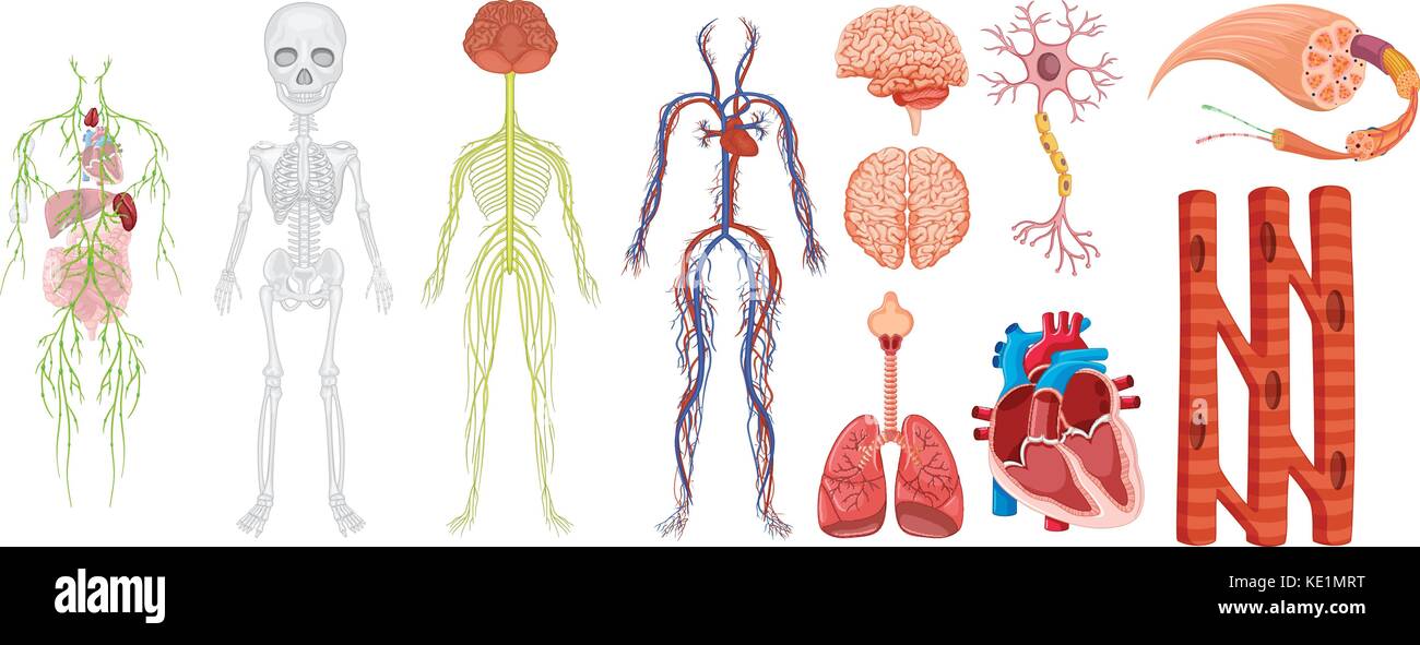 Different systems in human body illustration Stock Vector Image & Art ...