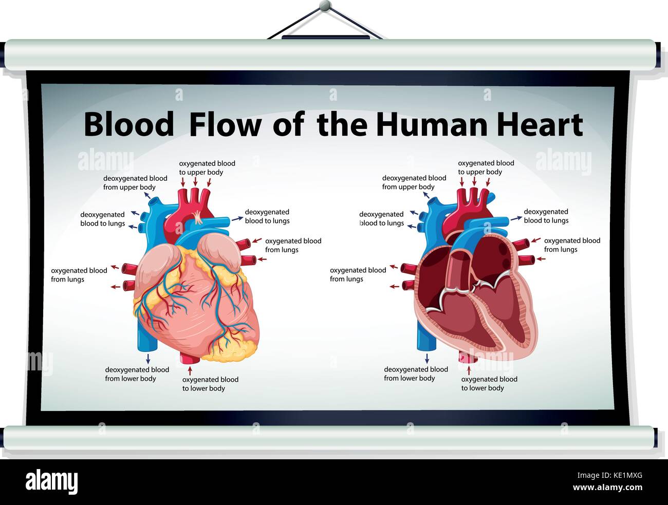 Diagram showing blood flow in human heart illustration Stock Vector ...