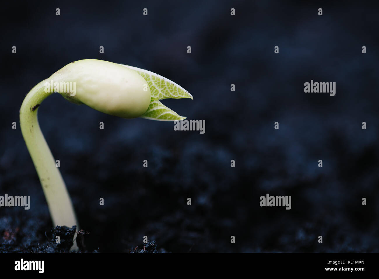 Runner bean seed hi-res stock photography and images - Alamy