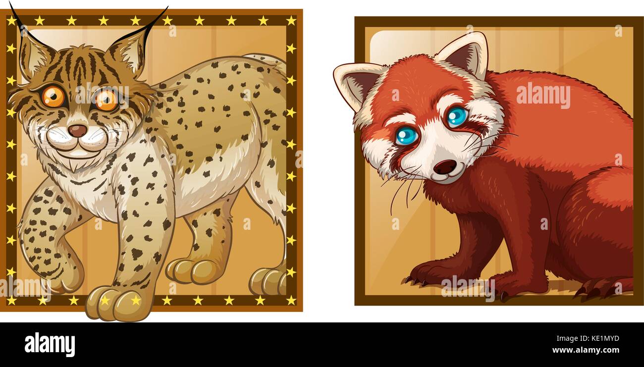 Tiger and red panda on square badges illustration Stock Vector Image ...