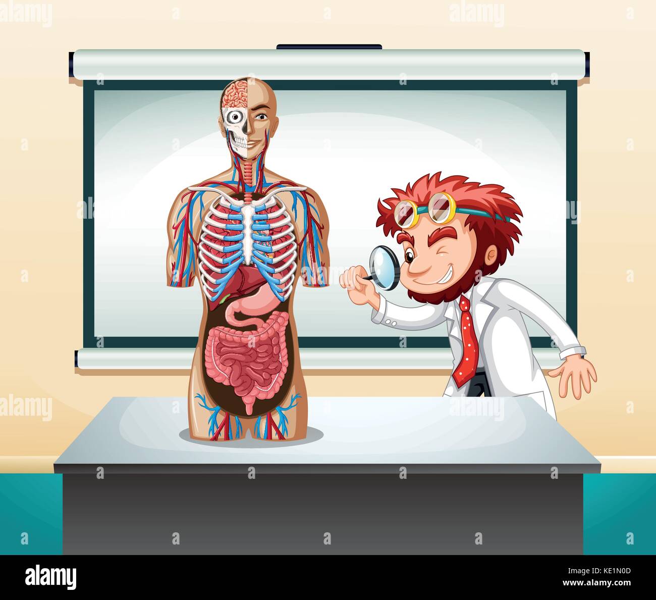 Scientist and human anatomy model illustration Stock Vector Image & Art ...