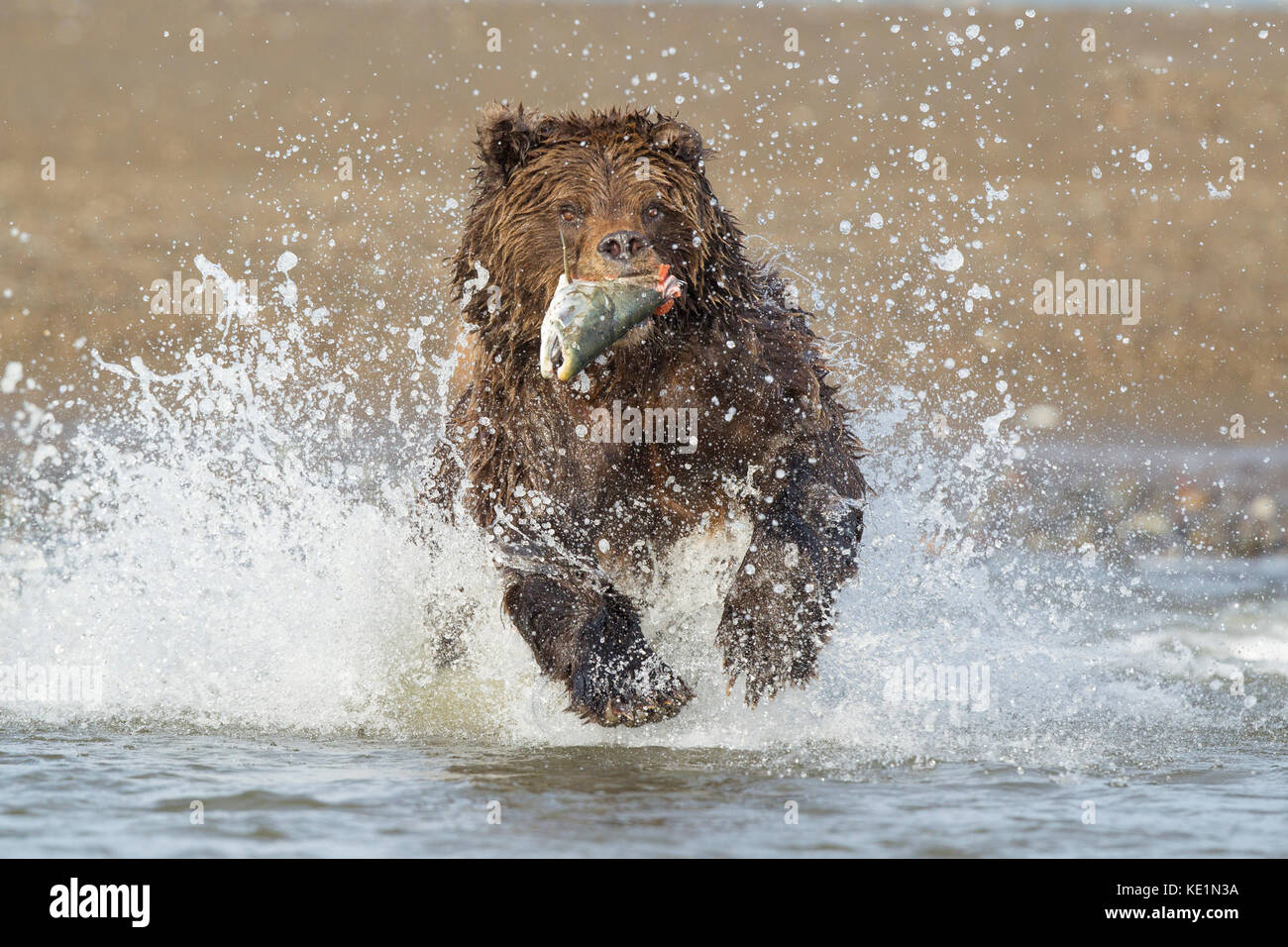 Alaskan brown bear chasing salmon in Alaska Stock Photo - Alamy