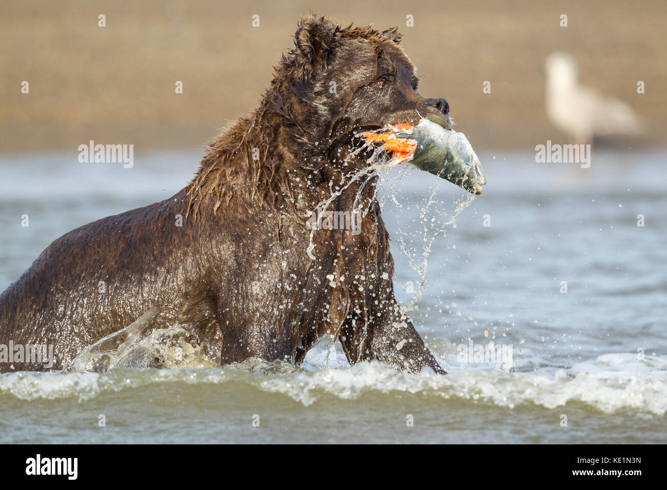 Alaskan brown bear chasing salmon in Alaska Stock Photo - Alamy