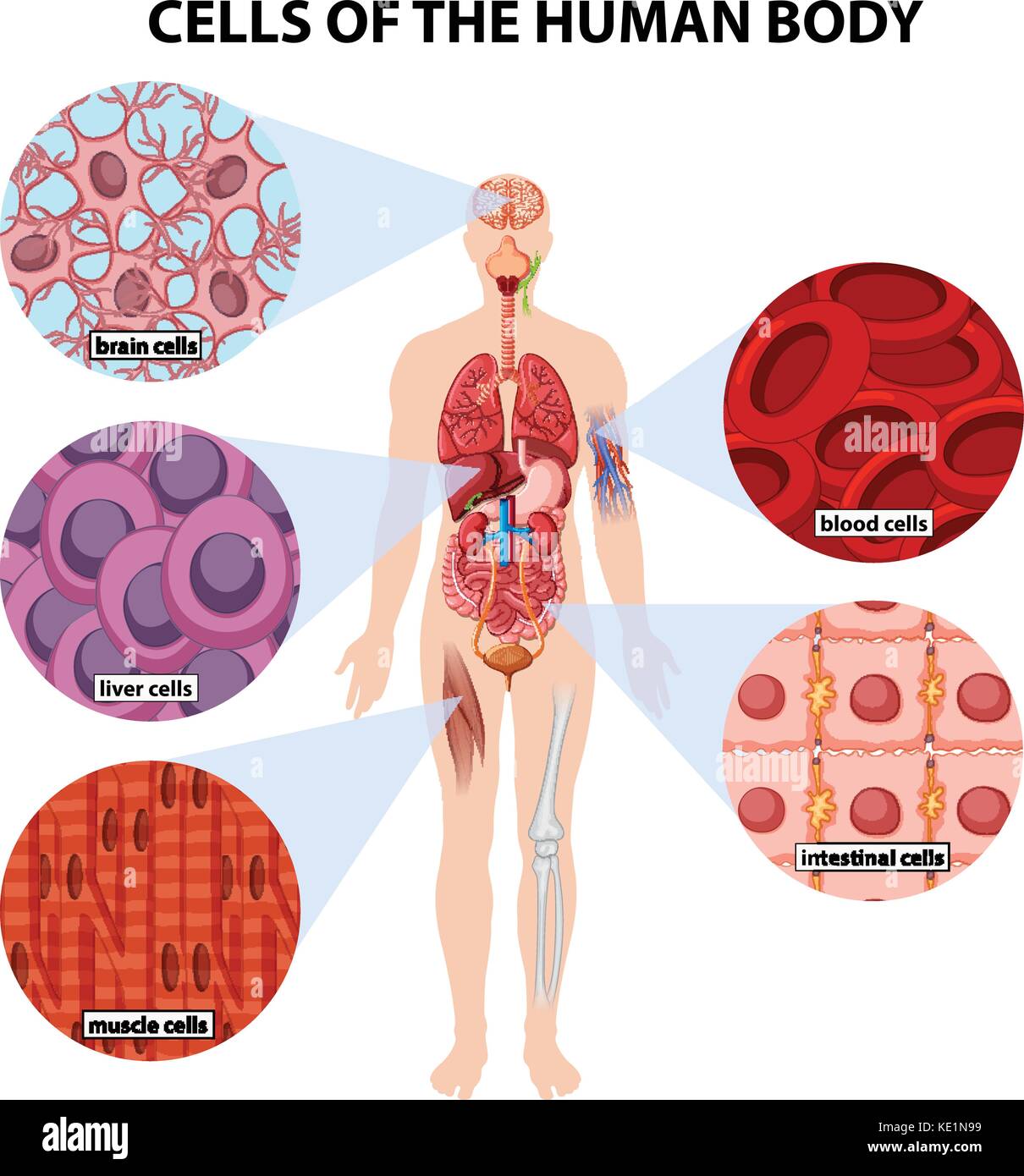 Cells of the human body illustration Stock Vector Image & Art - Alamy