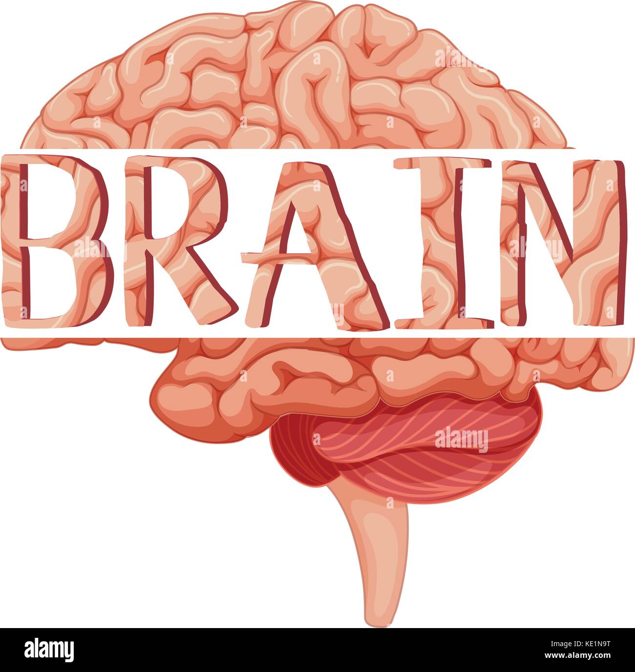 Word brain on human brain illustration Stock Vector Image & Art - Alamy