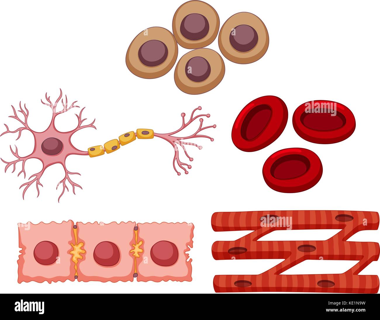 White Blood Cell Drawing Stock Photos & White Blood Cell Drawing Stock ...