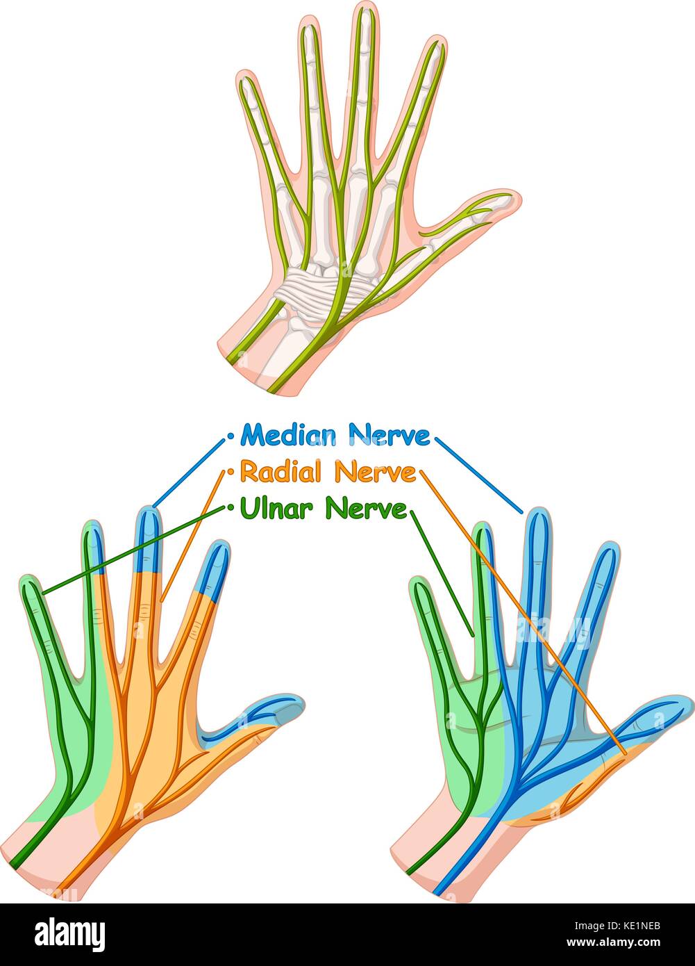 Color diagram showing hand nerve illustration Stock Vector Image & Art ...