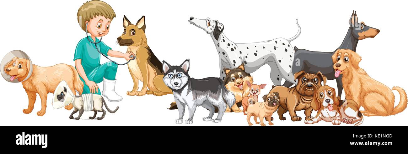 Vet examining many dogs illustration Stock Vector Image & Art - Alamy