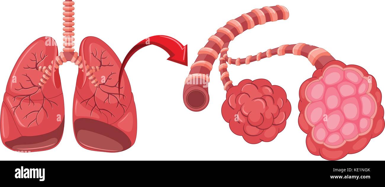 Lungs body diagram hi-res stock photography and images - Alamy