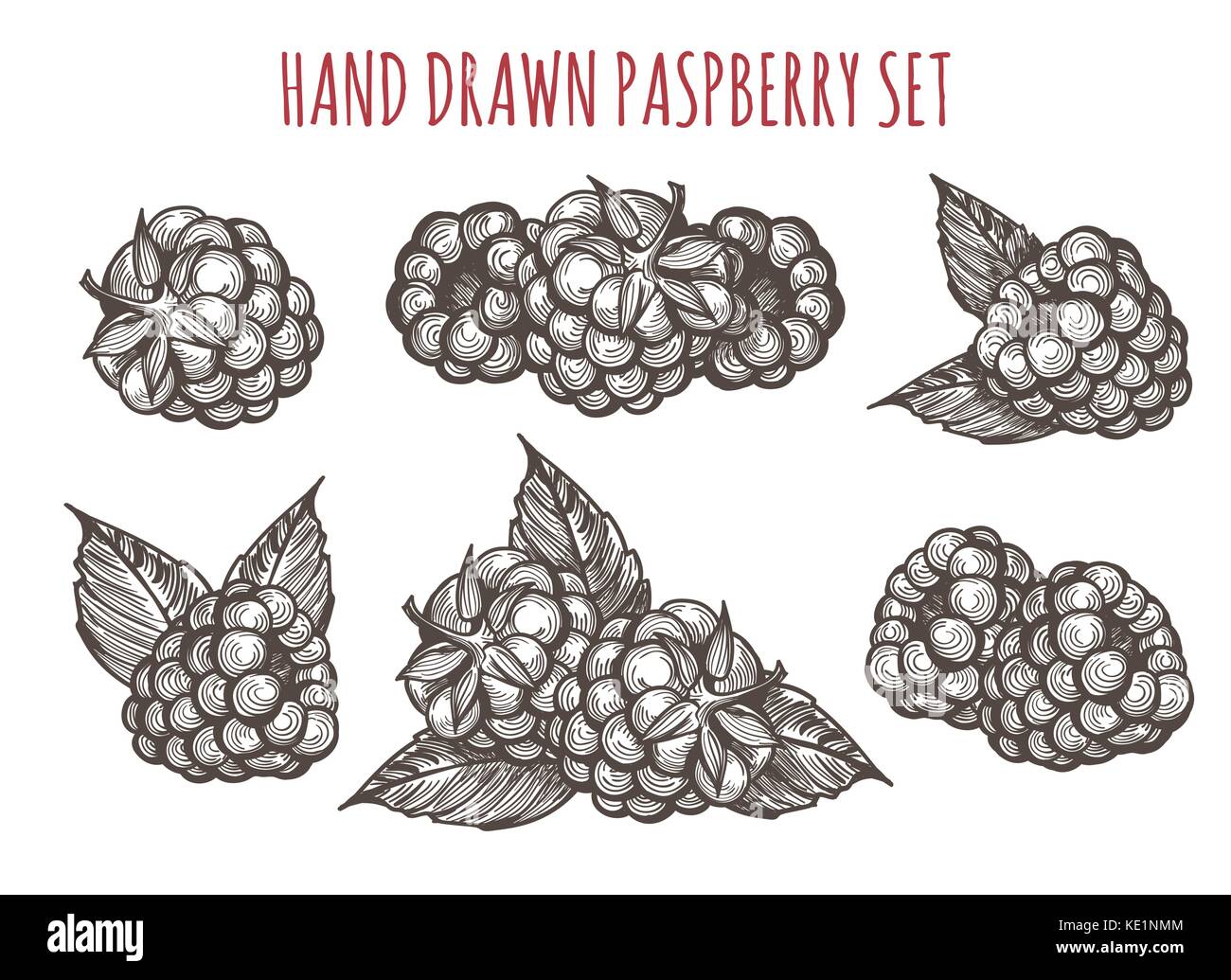 Hand drawn raspberry vector illustration. Farm berry eco food for ...