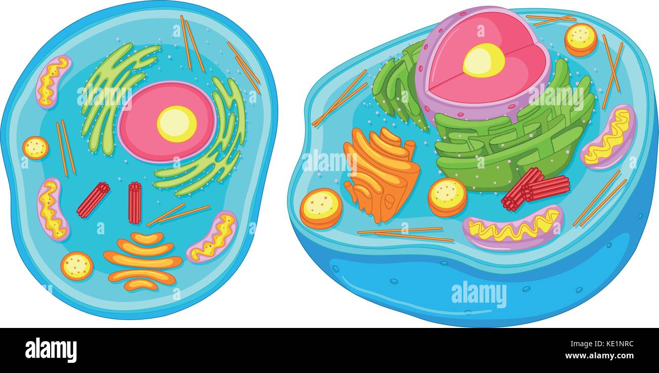 Animal cell in closer look illustration Stock Vector Image & Art - Alamy