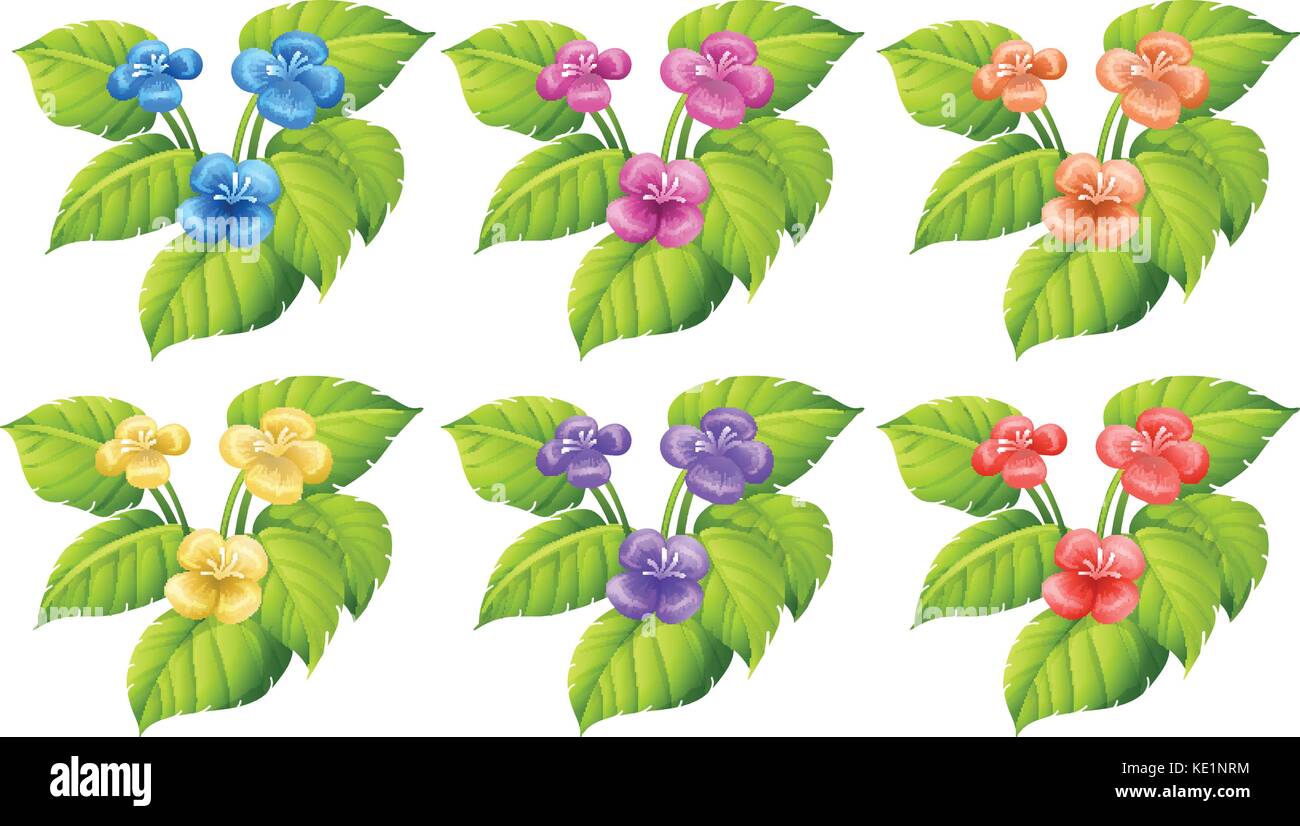 Flower in six colors illustration Stock Vector Image & Art - Alamy