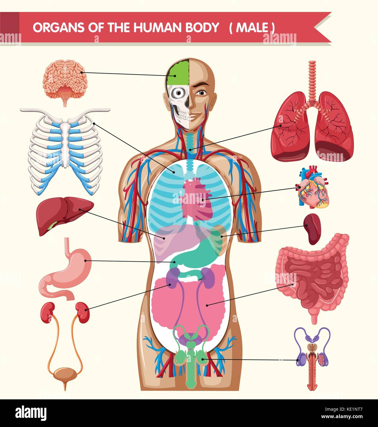 Learn Human Body Parts Human Body Organs Animation Human Organs ... Learn Human Body Parts Human Body Organs Animation Human Organs ...
