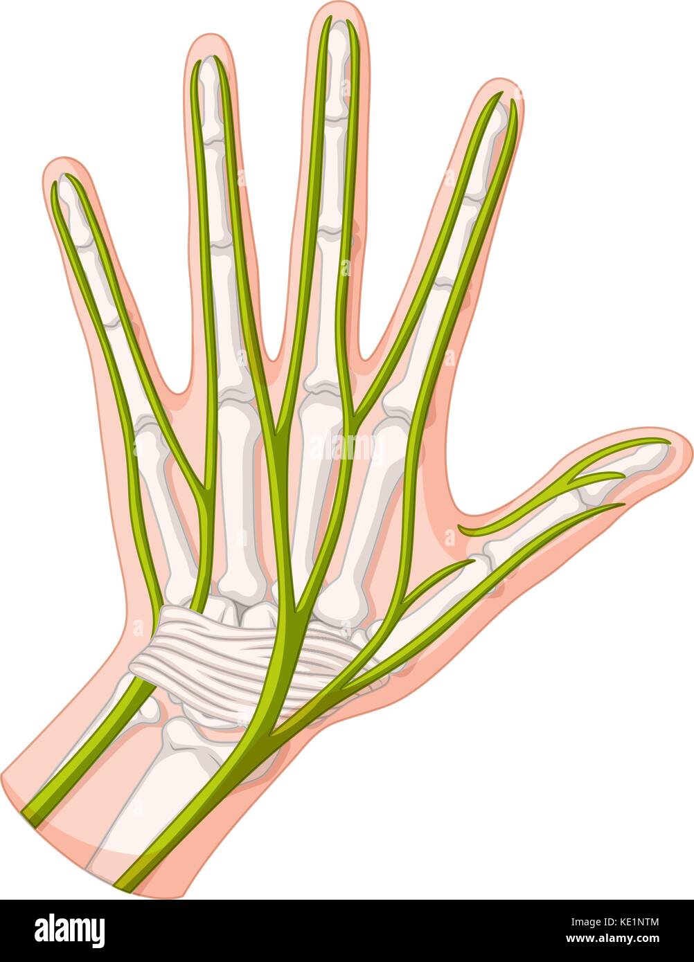 Nerve Stock Vector Images - Alamy