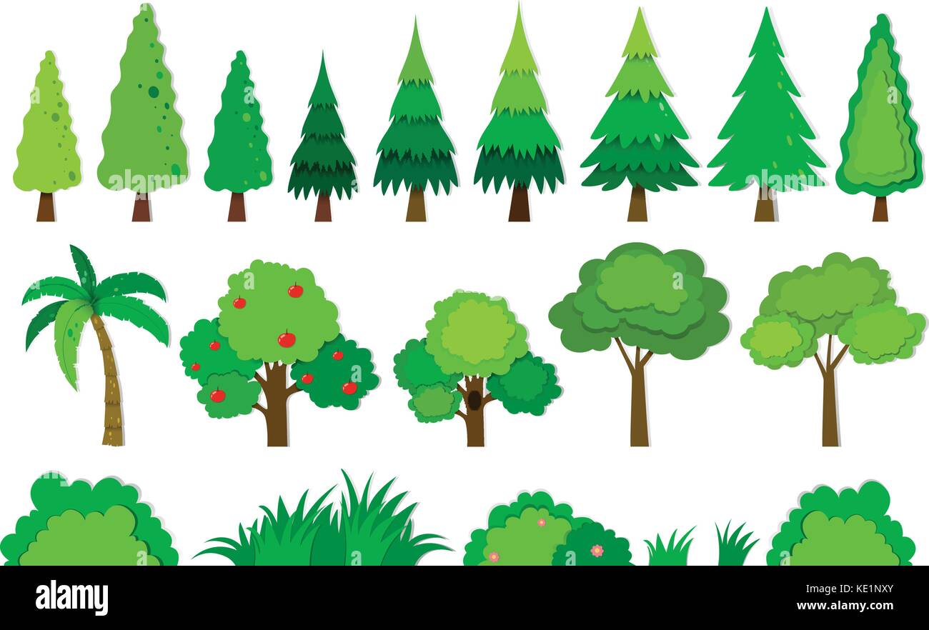Different kind of trees illustration Stock Vector Image & Art - Alamy