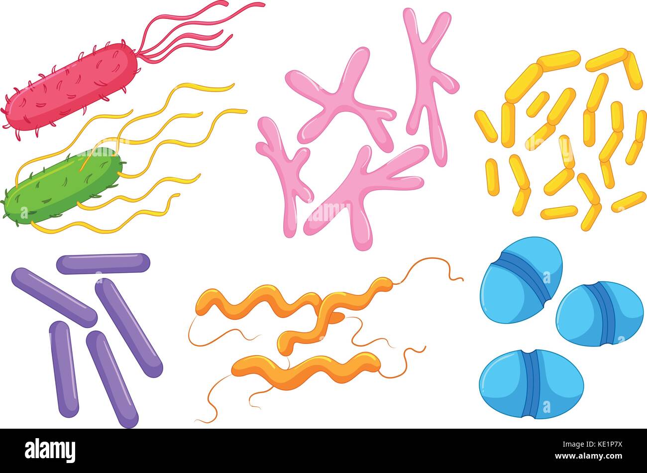 Types of bacteria hi-res stock photography and images - Alamy