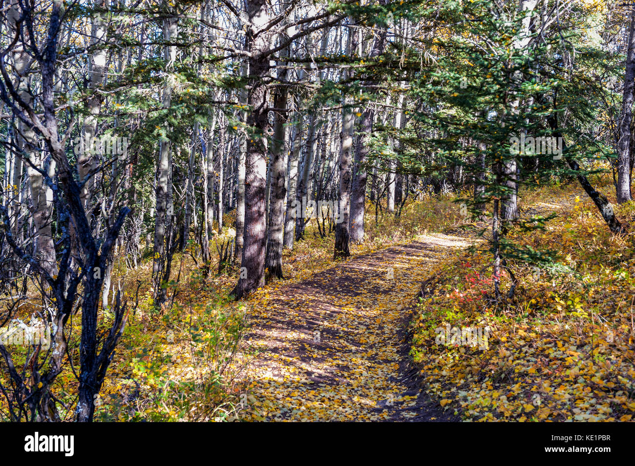 Autumn / Fall colors Stock Photo - Alamy