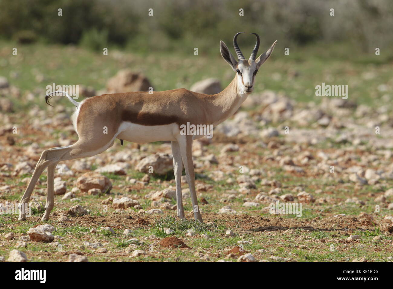 A springbok takes a break while grazing at a waterhole in Dolomite Camp ...