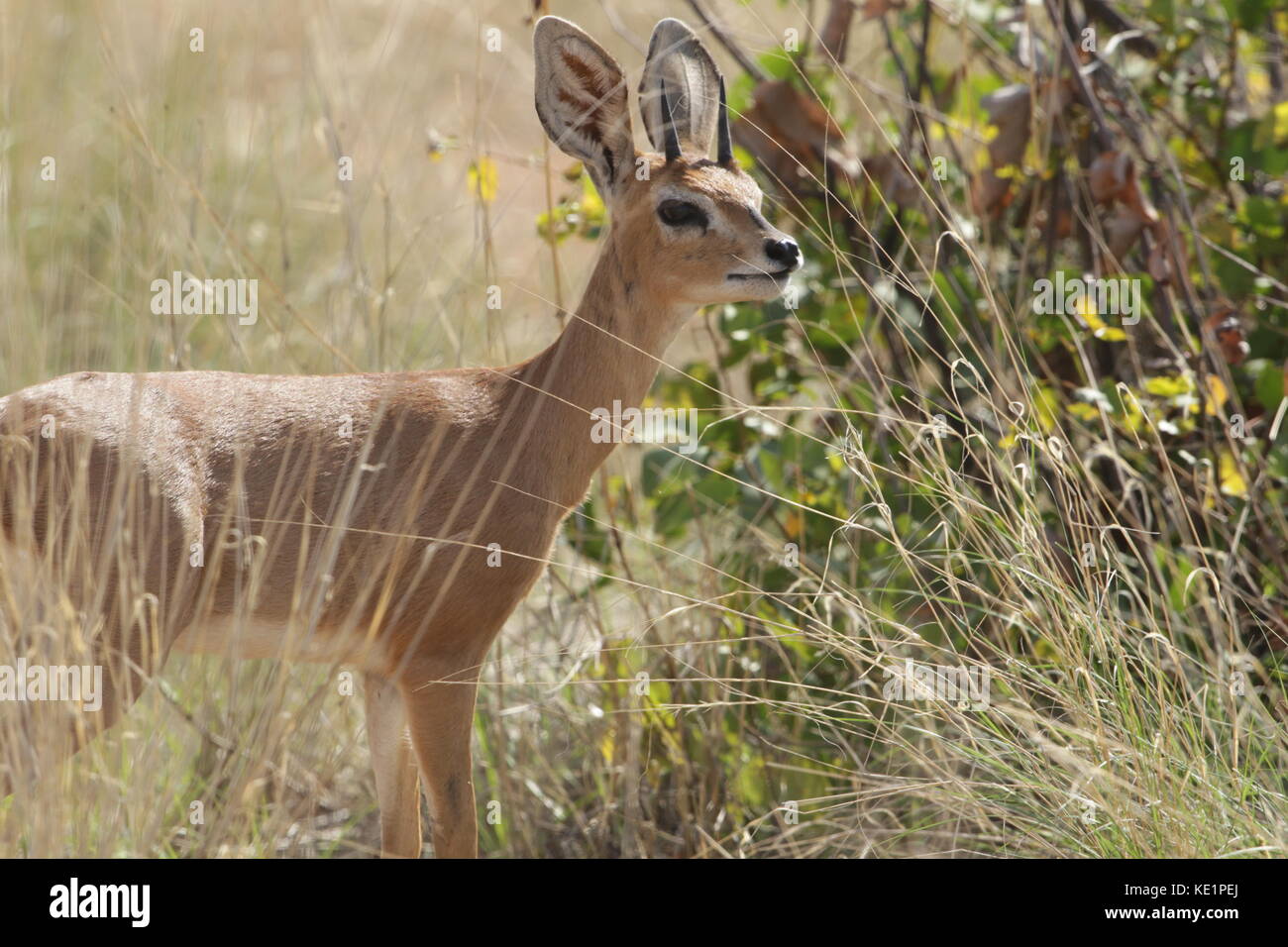 Zebra dolomite hi-res stock photography and images - Alamy