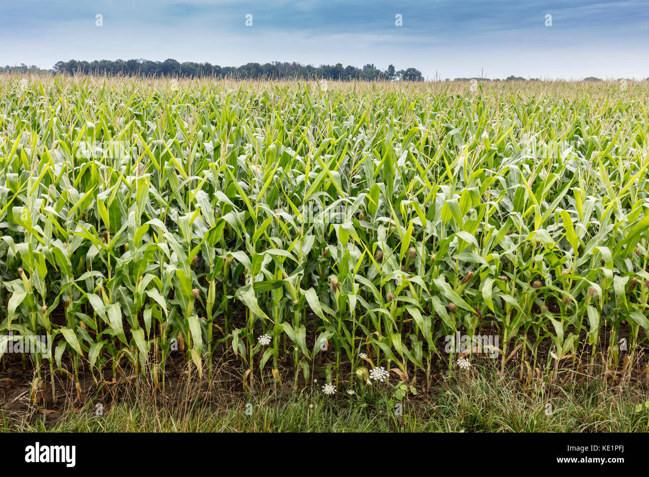 Agriculture farming field corn hi-res stock photography and images - Alamy