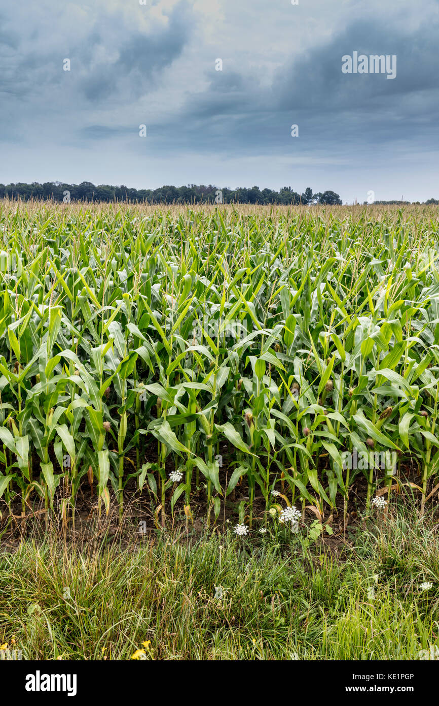 Field of corn in Port Royal, Ontario, Canada Stock Photo - Alamy