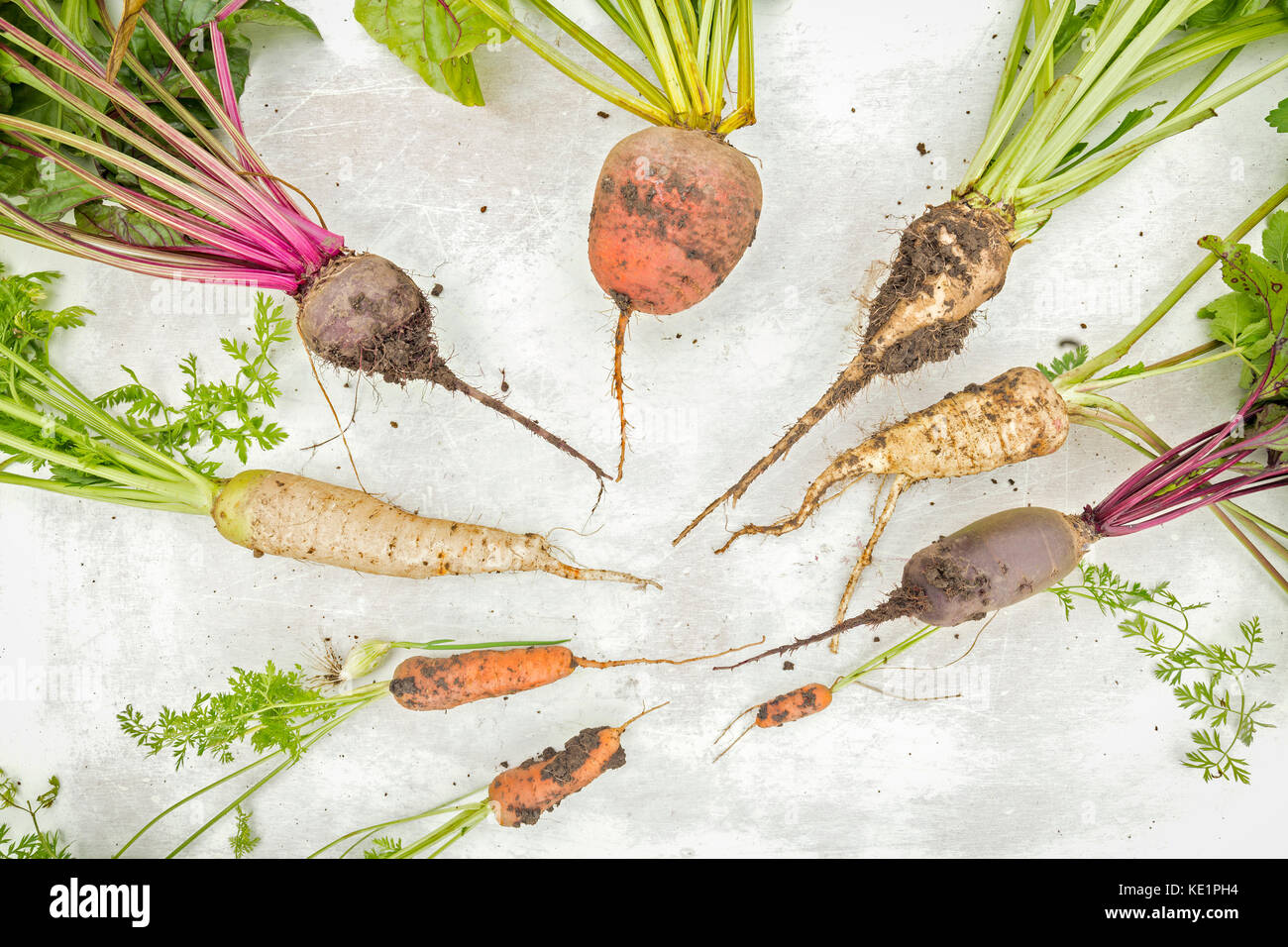 Selection of Fresh Root Vegetables on Bright Scratchy Background Stock ...