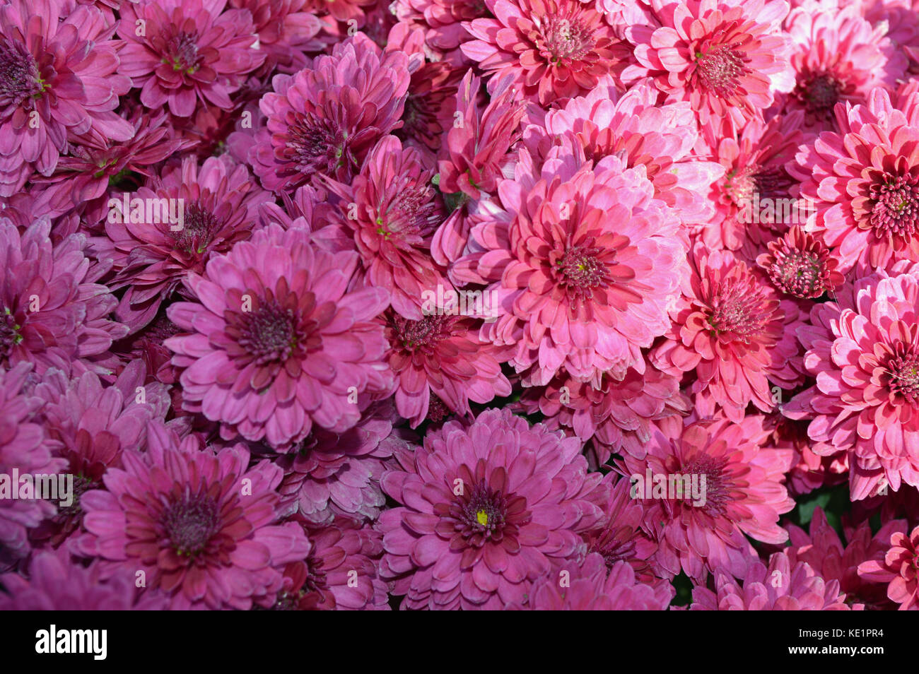 Background or texture photo of a bouquet of bright red flowers from the ...