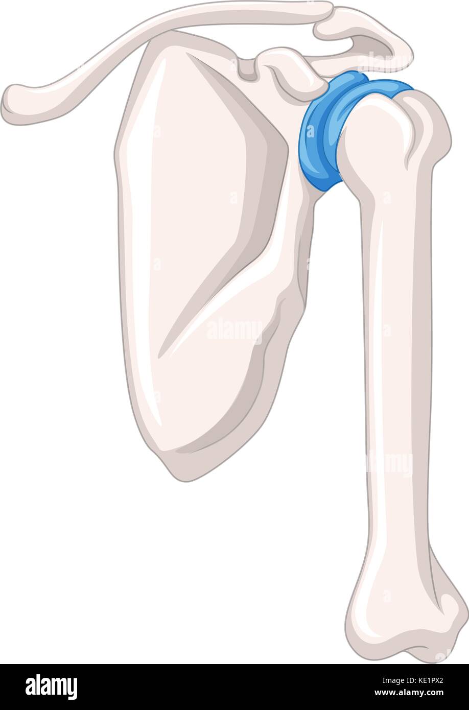 Close up picture of shoulder repair illustration Stock Vector Image ...