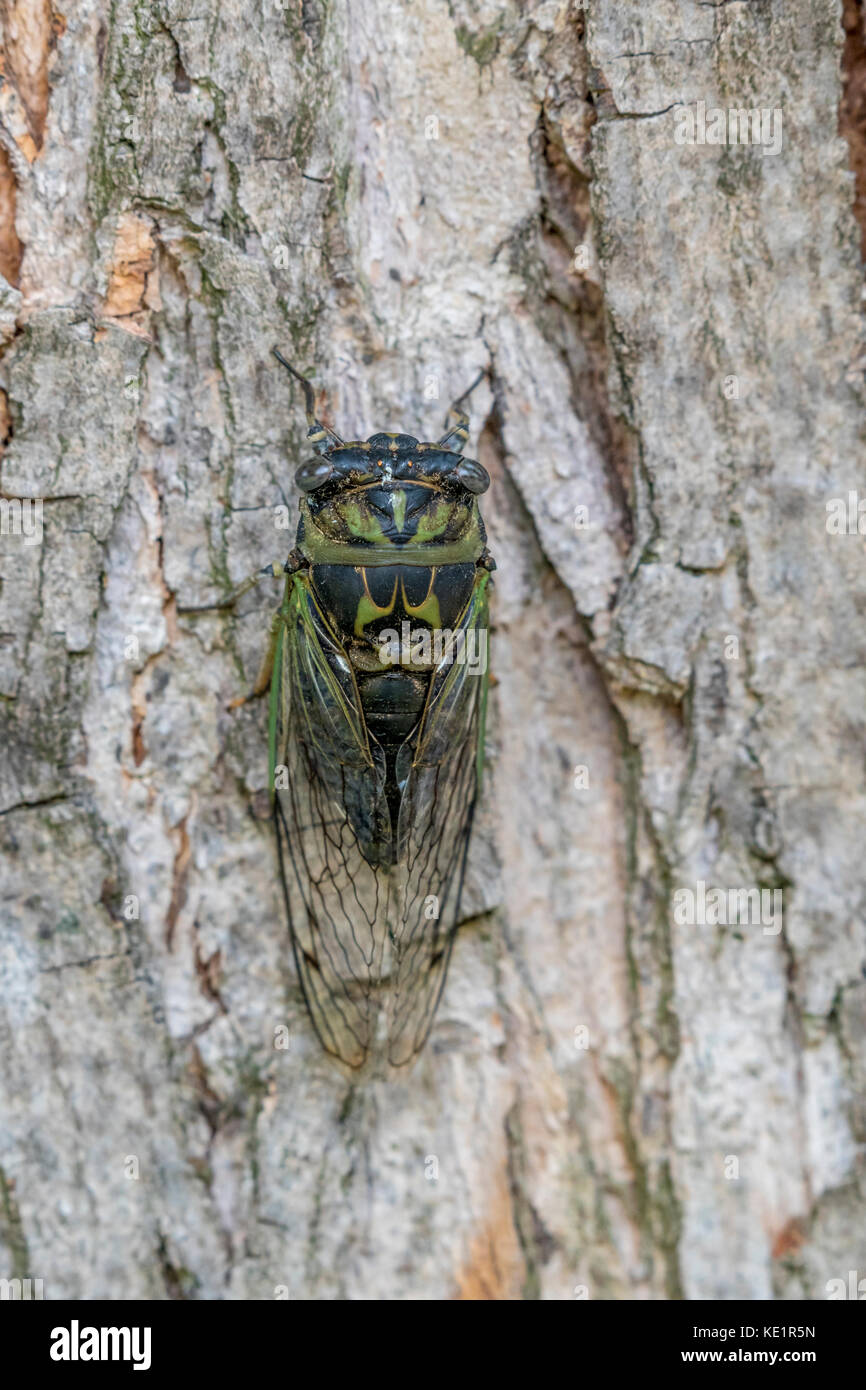 Cicada larvae hi-res stock photography and images - Alamy