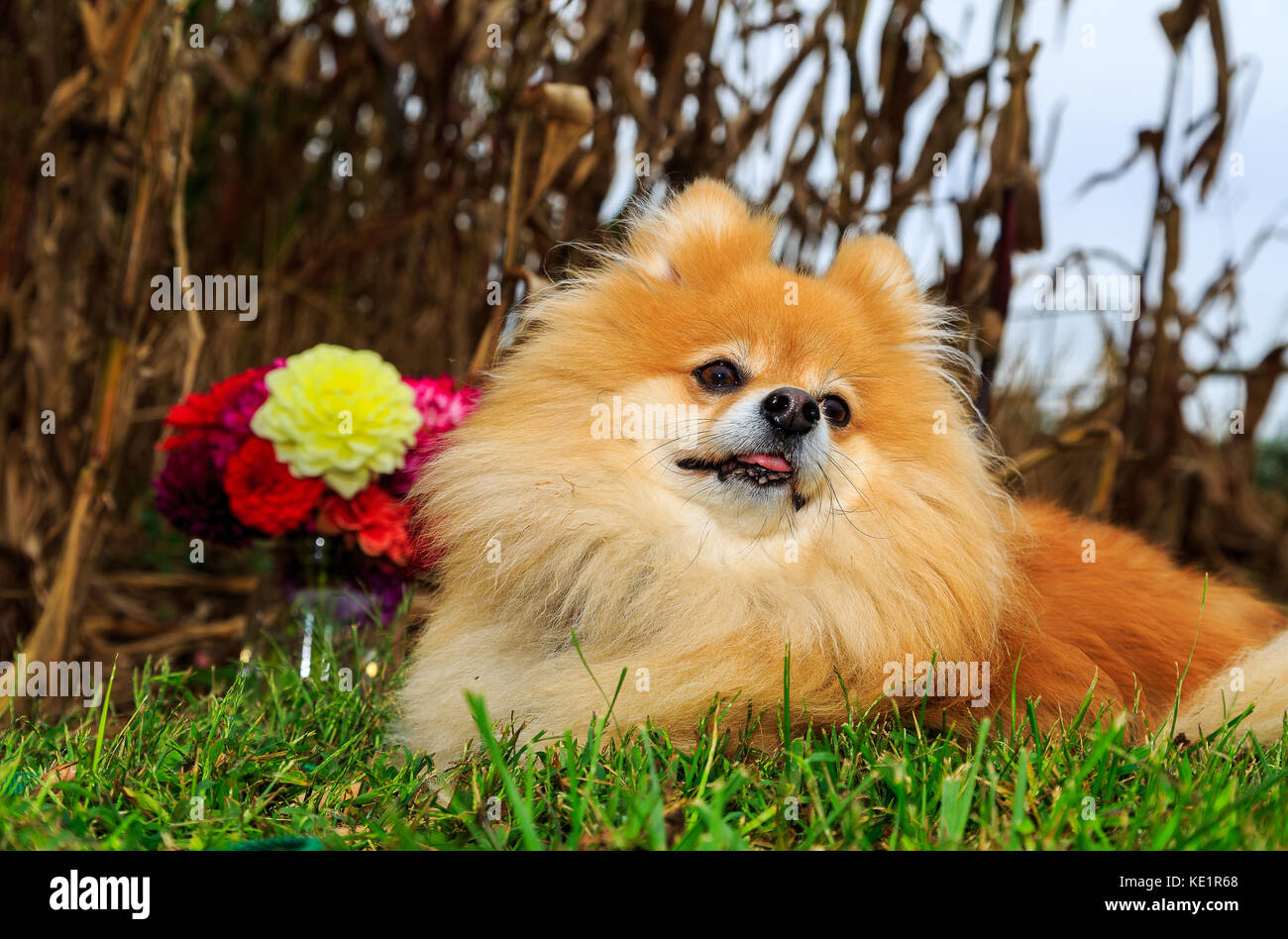 Orange and white haired pomeranian sitting in field on a fall day with ...