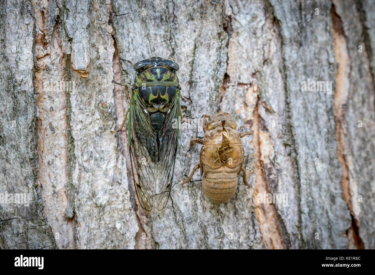 Cicada Exoskeleton High Resolution Stock Photography and Images - Alamy