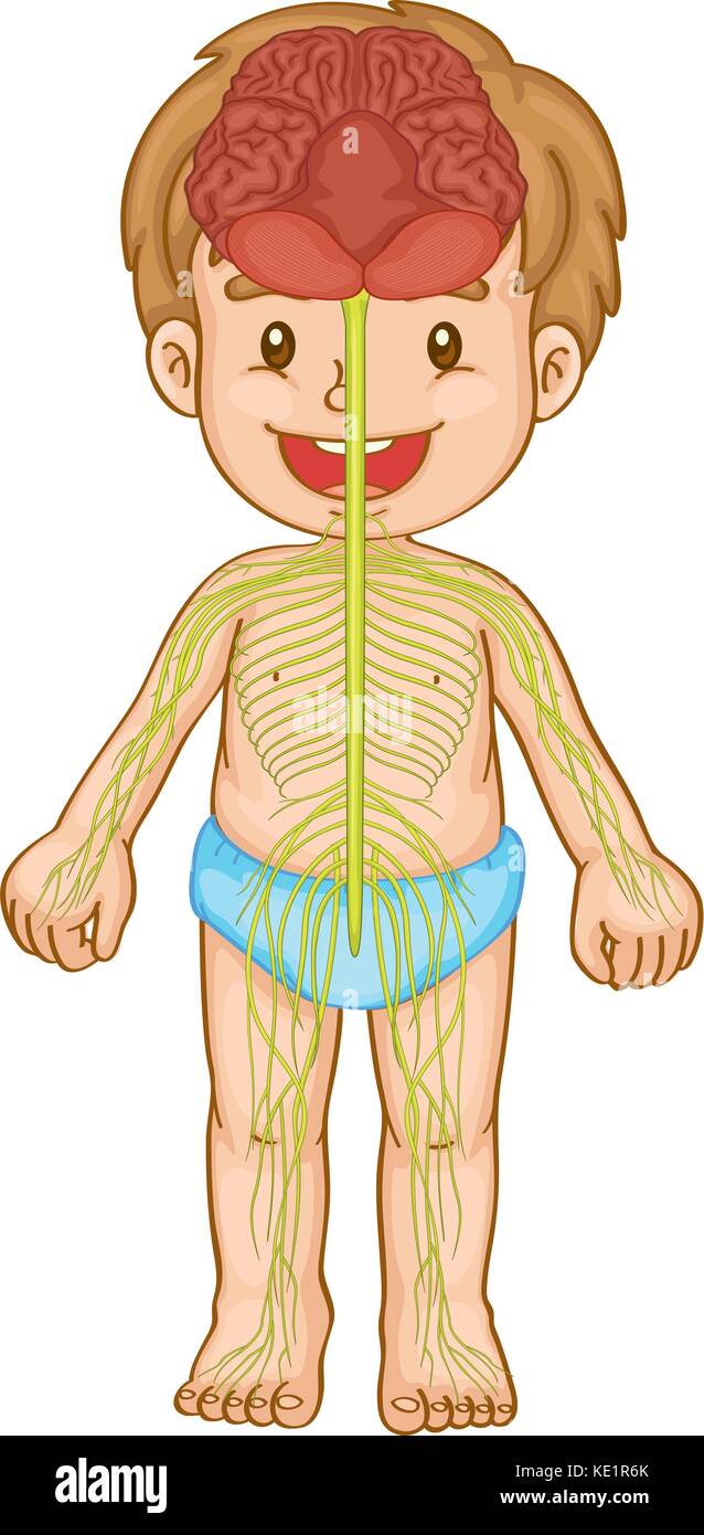 Nervous System Drawing For Kids