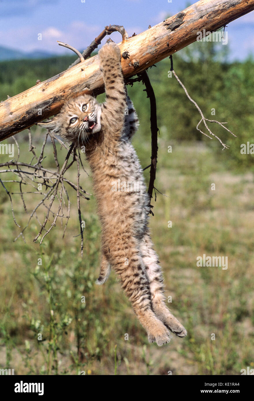 Bobcat kit (captive species), Felis rufus Stock Photo - Alamy