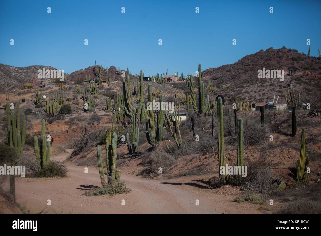 The Coloraro , a beach in the Sonoran Desert which is characterized by ...